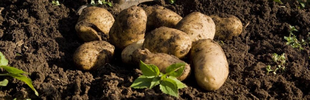 Ordlek med bokstäver - Ord som börjar med POTATIS - 365 Happy Days AB